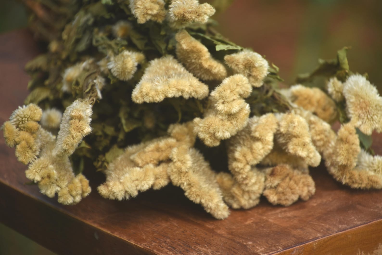 Dried Buff Cockscomb, Yellow/cream Cockscomb, Cream Flowers, Ivory ...