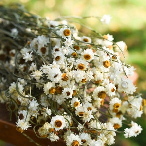 Dried Mini Daisy Flowers - Dried Ammobium Alatum (winged Everlasting ...