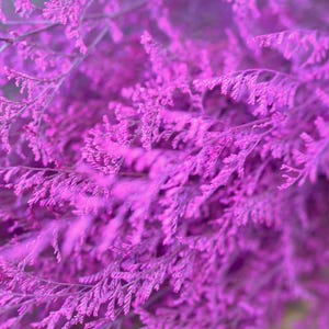 Preserved Fuschia Misty, Fuschia Caspia, Bright Pink Dried Flower ...