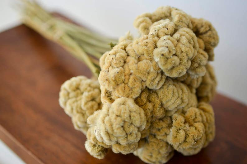 Dried Buff Cockscomb Yellow/cream Cockscomb Cream Flowers - Etsy