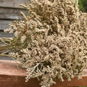 Dried German Statice Flowers: White Limonium Tataricum for Wedding ...
