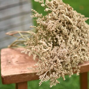 Dried German Statice Flowers: White Limonium Tataricum for Wedding ...