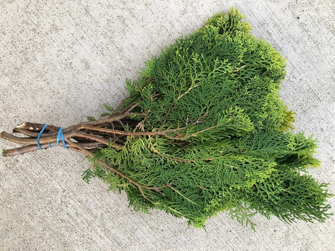 Fresh Gold Tip Cedar, Christmas Greenery, Unique Greenery, Fresh ...