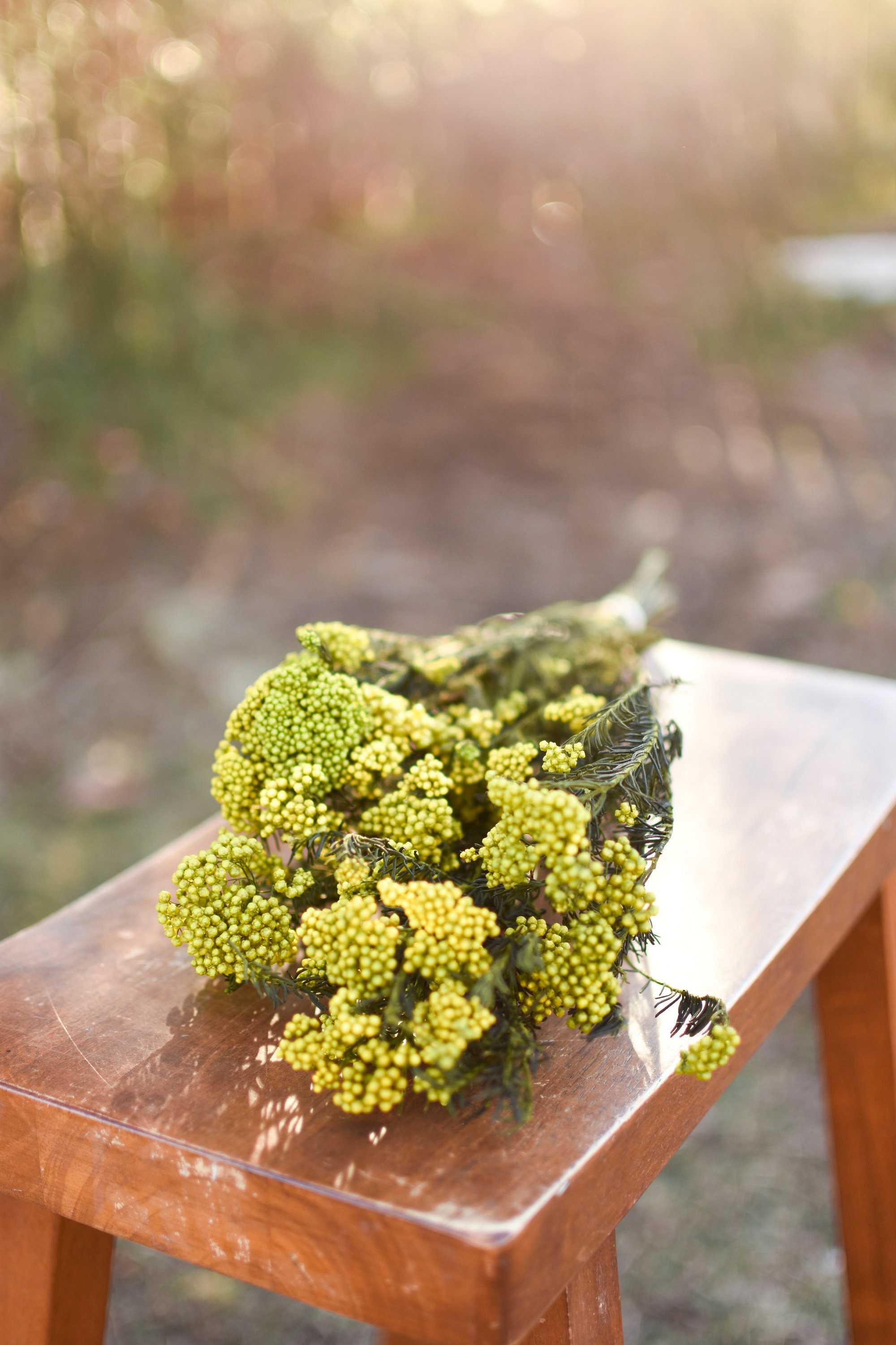 Preserved Yellow Rice Flower Yellow Flowers for Bouquets - Etsy