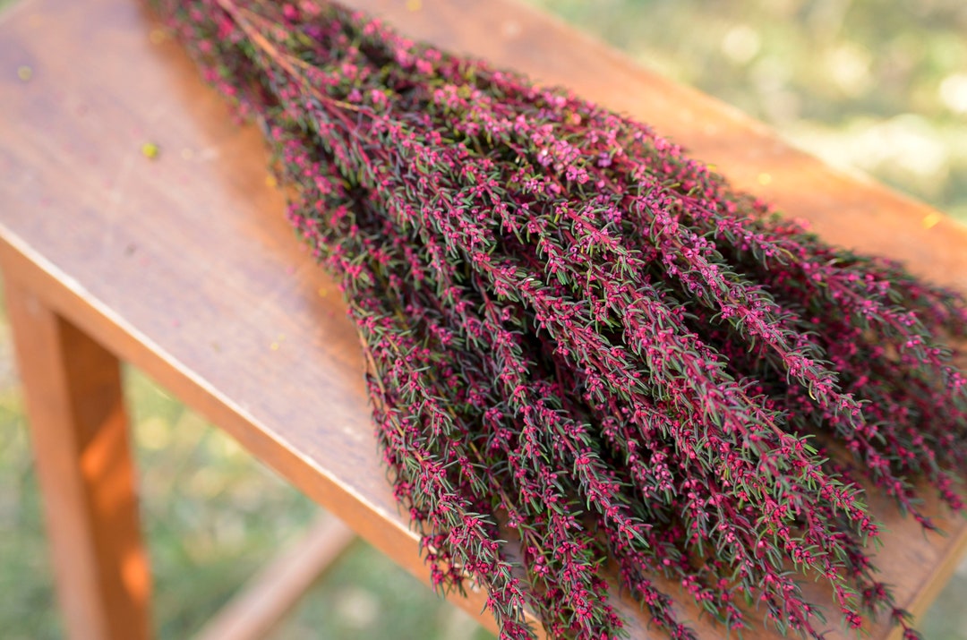 Burgundy Dried Flowers: Merlot Grabia Accent Bunch - Etsy