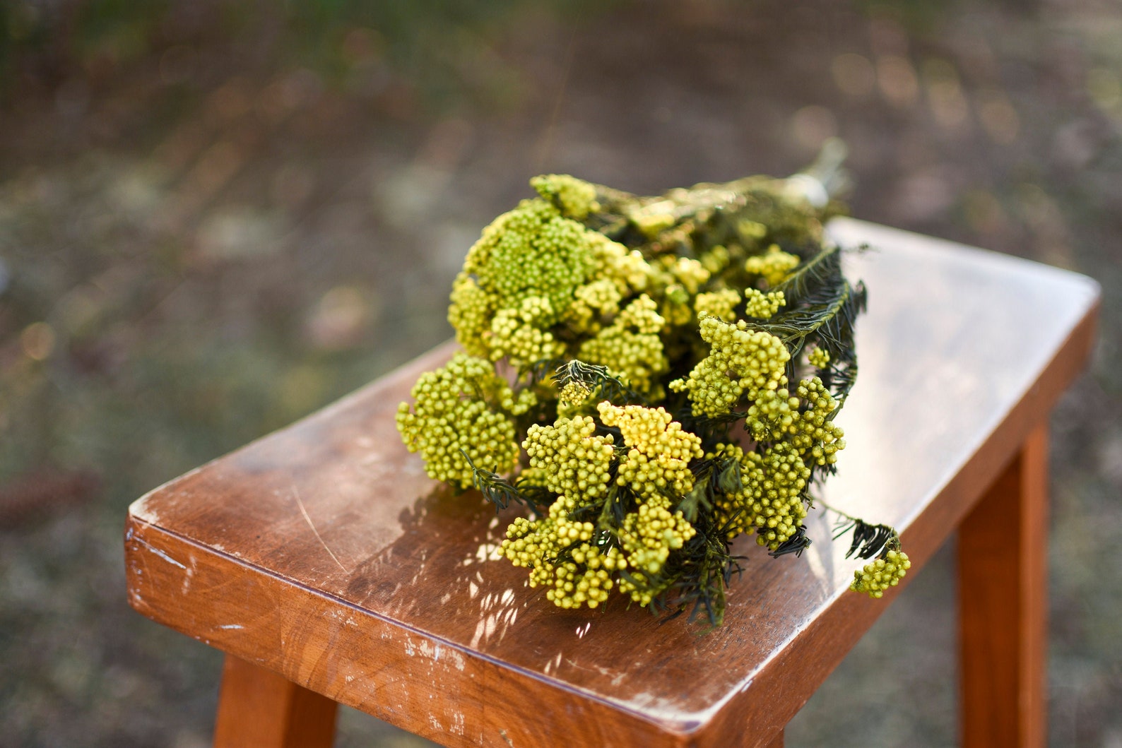 Preserved Yellow Rice Flower Yellow Flowers for Bouquets | Etsy