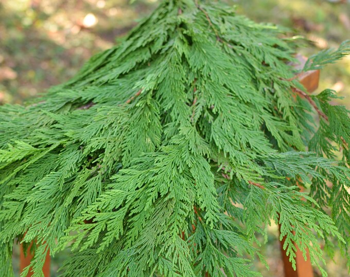 Preserved P.O. Cedar Port Orford Cedar Cedar - Etsy