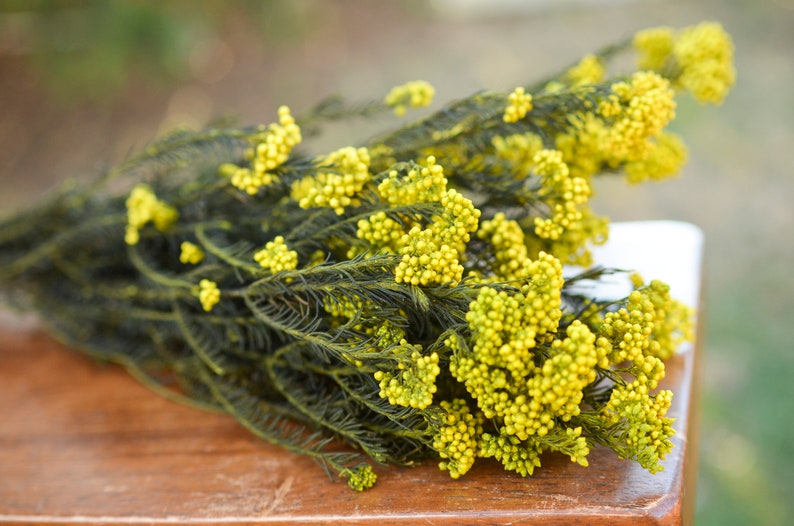 Preserved yellow rice flower yellow flowers for bouquets | Etsy