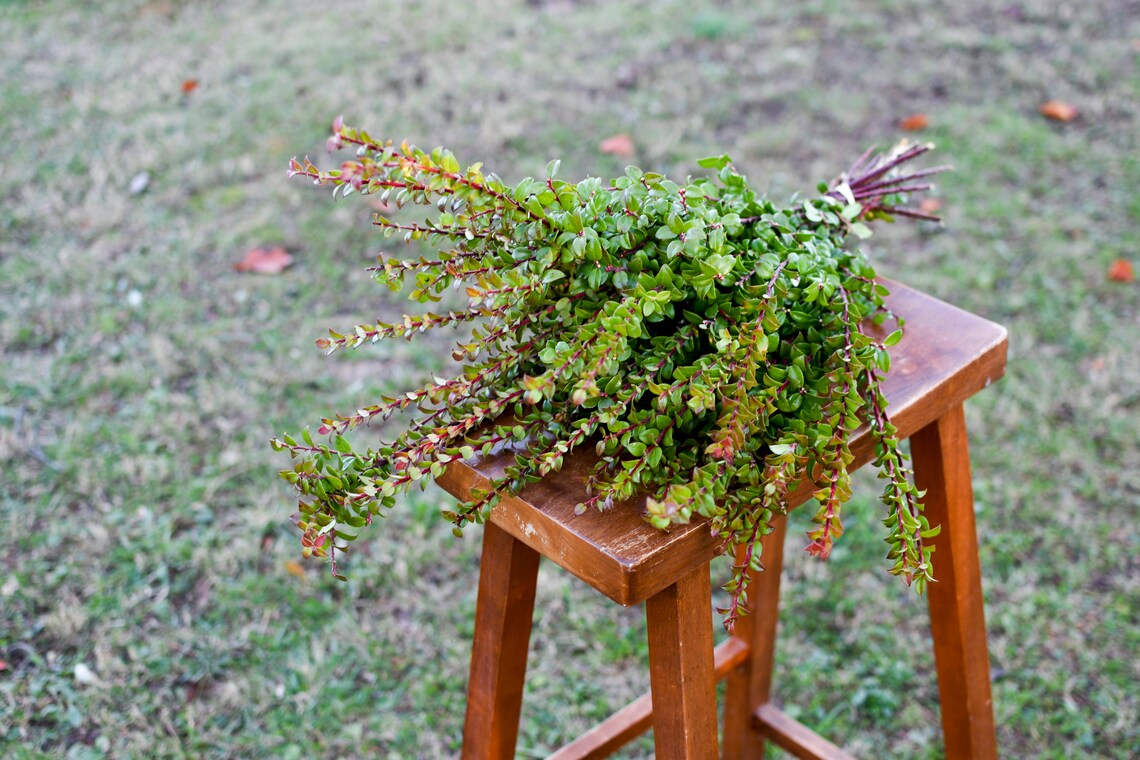 Fresh Red Huck Bunches Fresh Christmas Greenery Holiday - Etsy