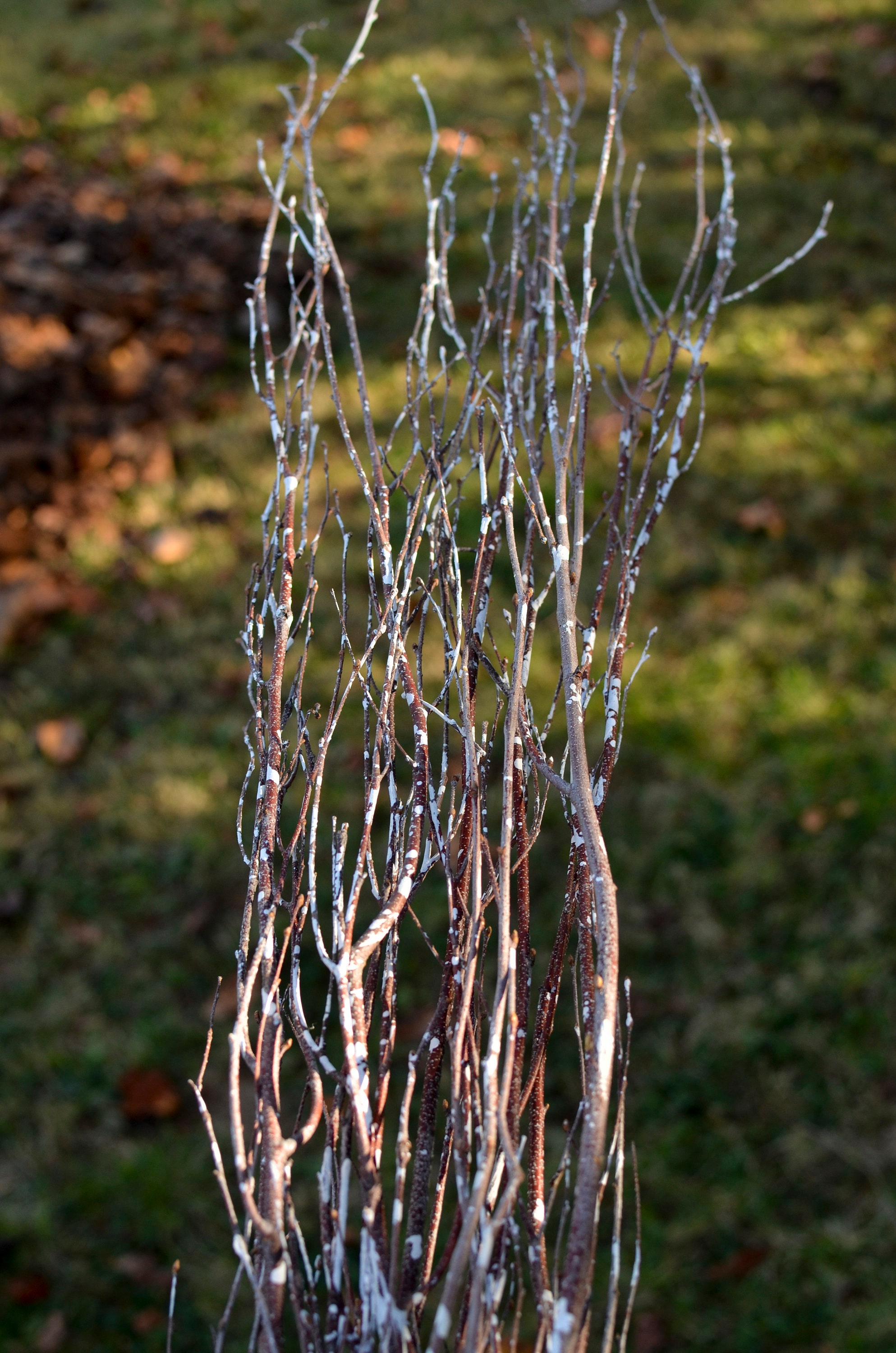 Birch Branches Woody Stems Birch Bundles Twigs Twig Bunch - Etsy UK