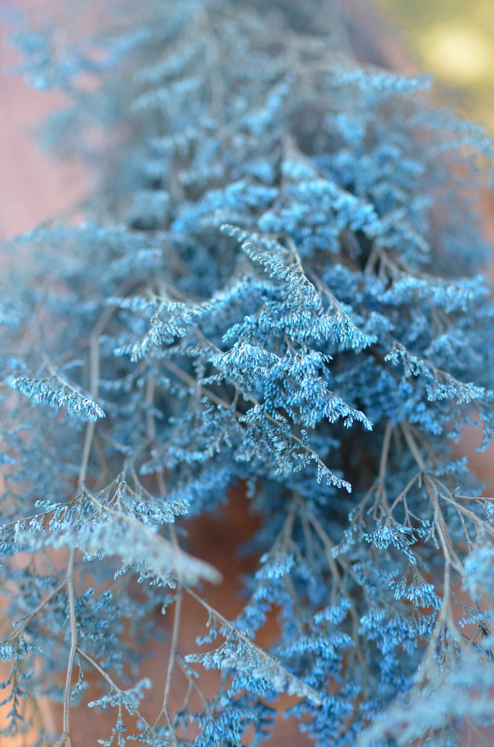 Bunch of Preserved Medium Blue Misty Blue Caspia Blue - Etsy UK