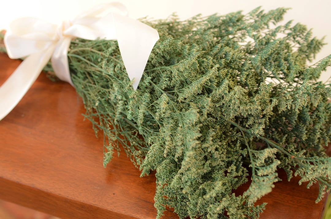 Preserved Green Caspia Bunch: White Tipped Misty Filler, Wedding Decor ...