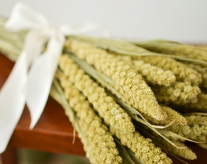 Dried Limelight Millet Bunch, Dried Millet, Dried Grains, Green Millet ...