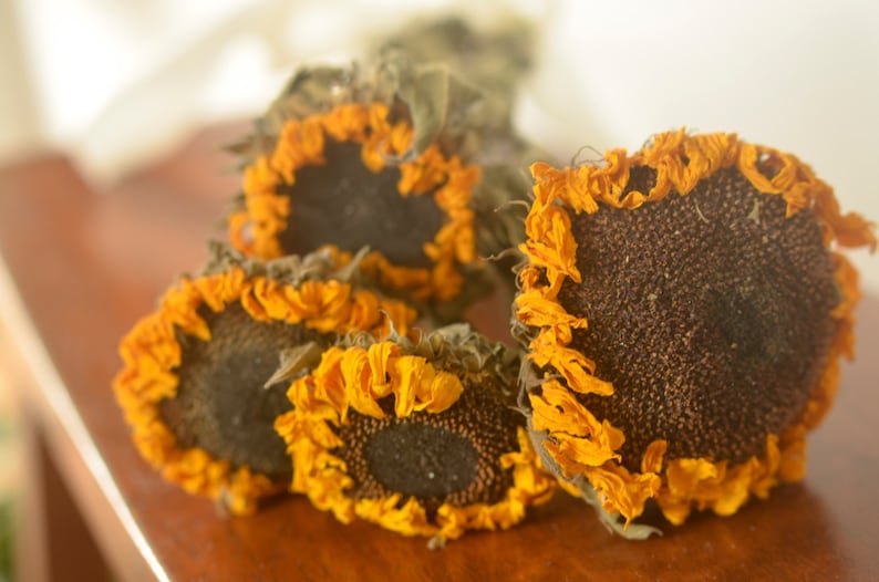 Dried Sunflowers dried sunflower sunflower dried sunflower | Etsy