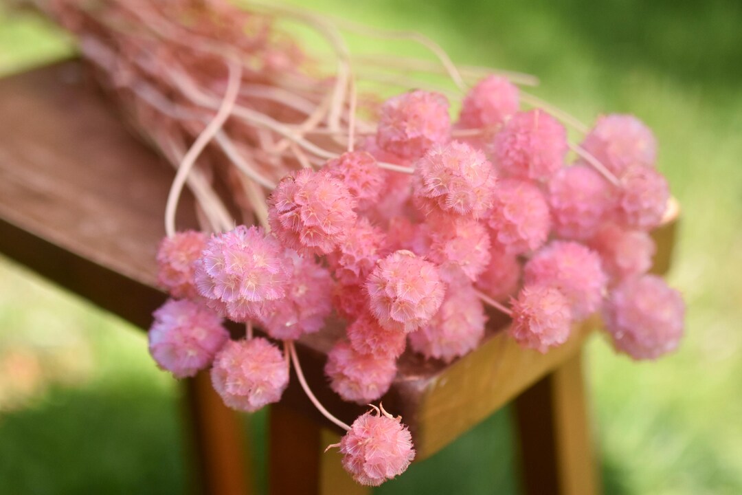 Preserved Pink Starflower Scabiosa, Preserved Pink Pincushion Flower ...