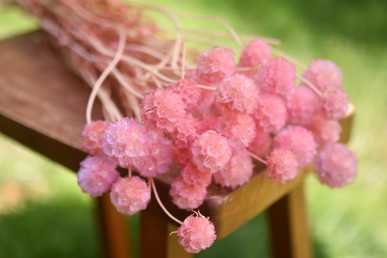 Preserved Pink Scabiosa Starflower Bunch: Dried Globe Flowers - Etsy