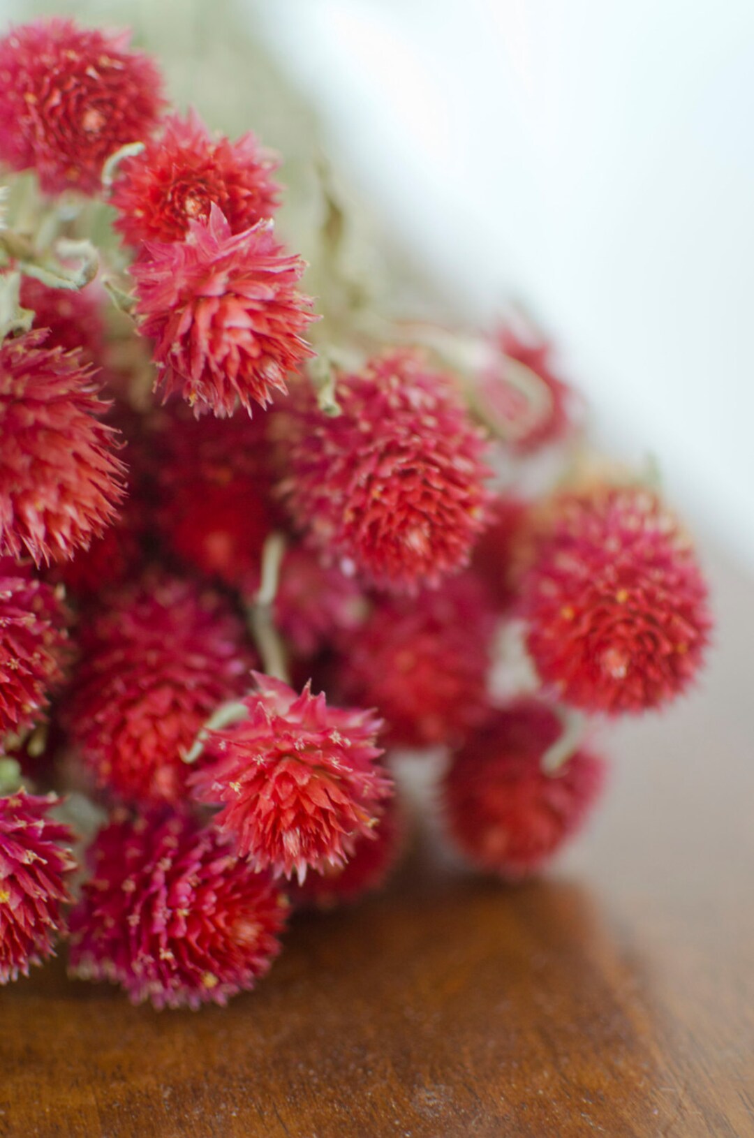 Cherry Red Globe Amaranth, Cherry Red Gomphrena, Globe Amaranth ...