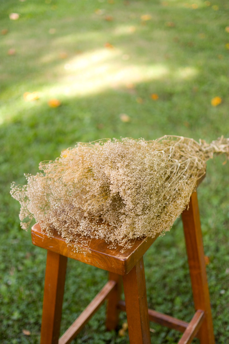 Natural Preserved Baby's Breath Bunch Straw Colored | Etsy