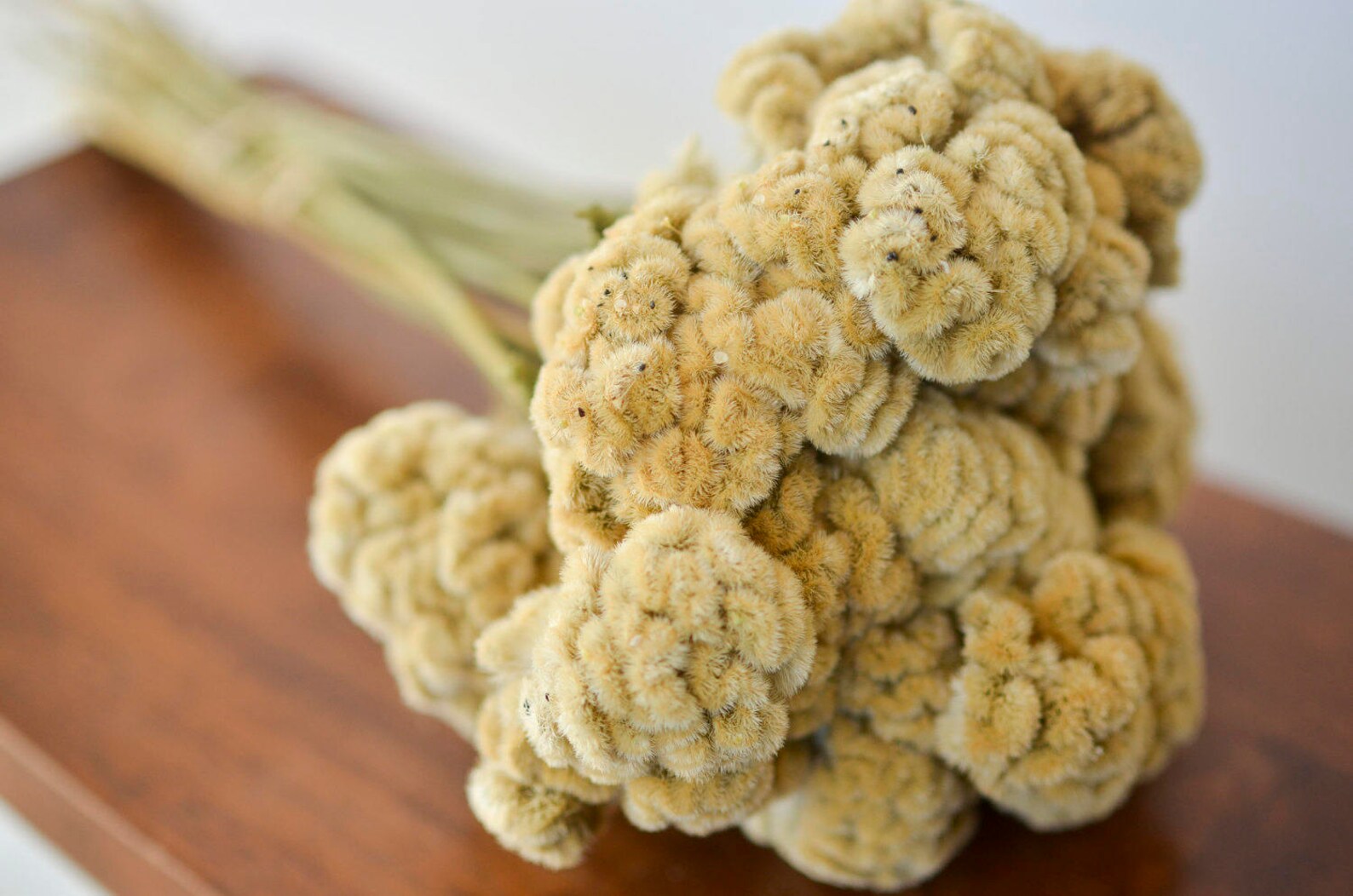 Dried Buff Cockscomb, Yellow/cream Cockscomb, Cream Flowers, Ivory ...