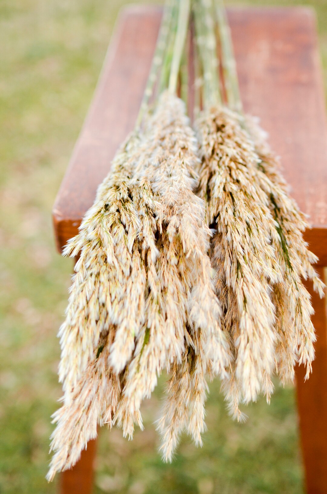 Preserved Ivory Pampas Grass Plume: Floral Arrangement Bunch - Etsy