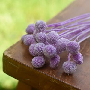 Light Purple Preserved Billy Balls, Baby Shower Flowers, Purple ...