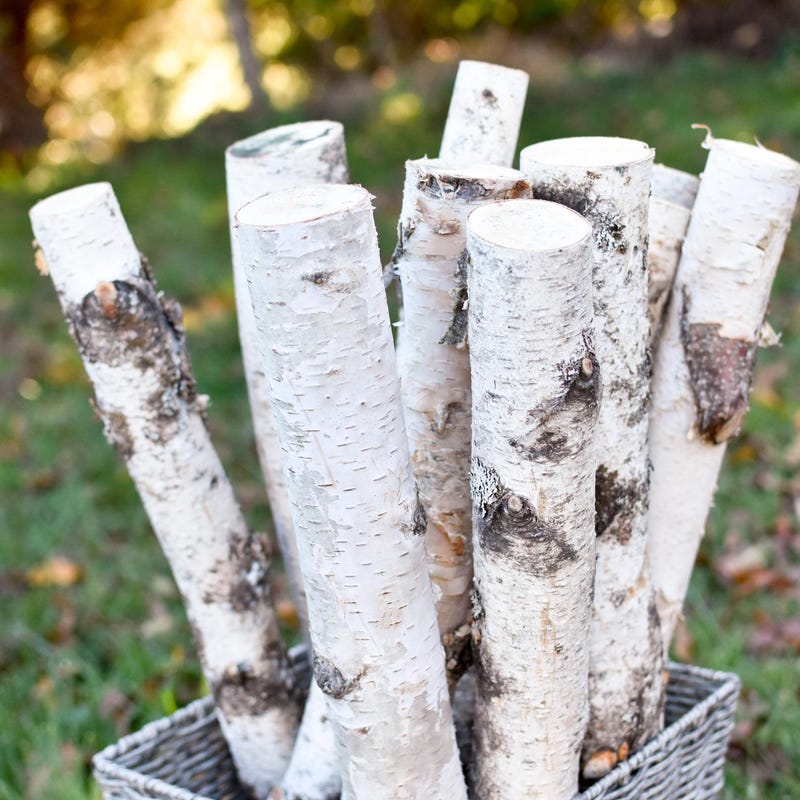 Birch Logs - Etsy