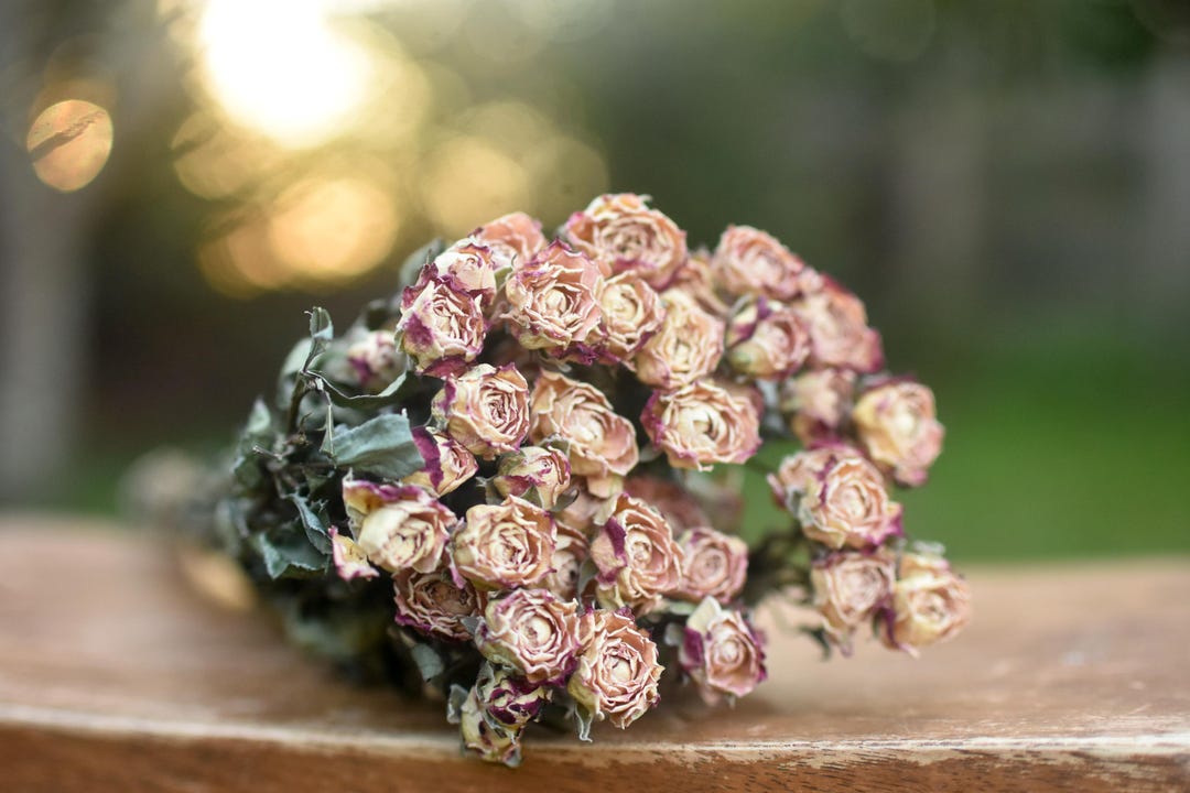 Dried Bicolor Rose, Pink and Cream Roses, Pink Roses, Shabby Chic Roses ...