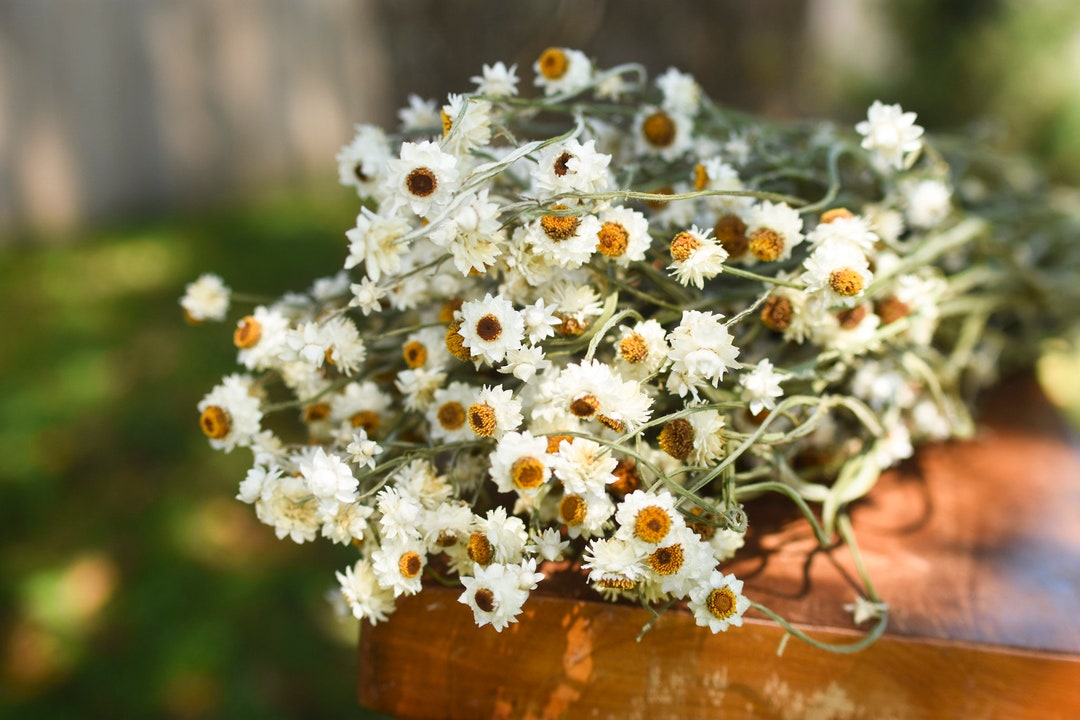 Dried Mini Daisy Flowers- Natural Ammobium | Winged Everlasting Florals ...