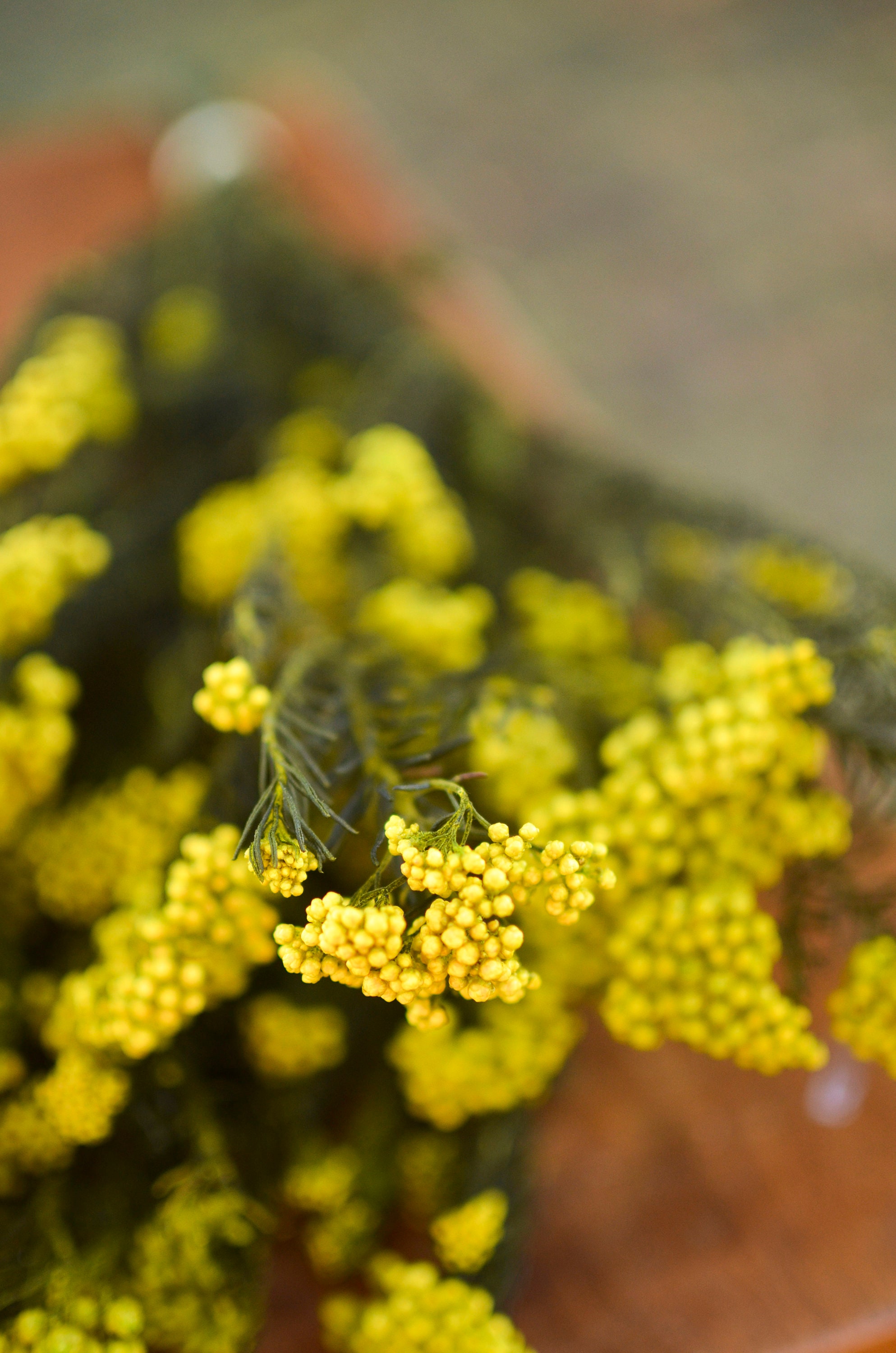 Preserved yellow rice flower yellow flowers for bouquets | Etsy