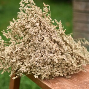 Dried German Statice Flowers: White Limonium Tataricum for Wedding ...