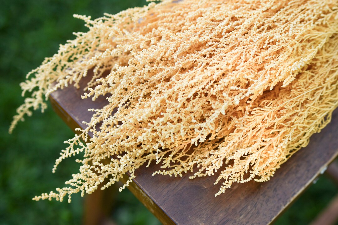 Bunch of Preserved Yellow Stoebe, Pale Yellow Flowers, Greenery, Small ...