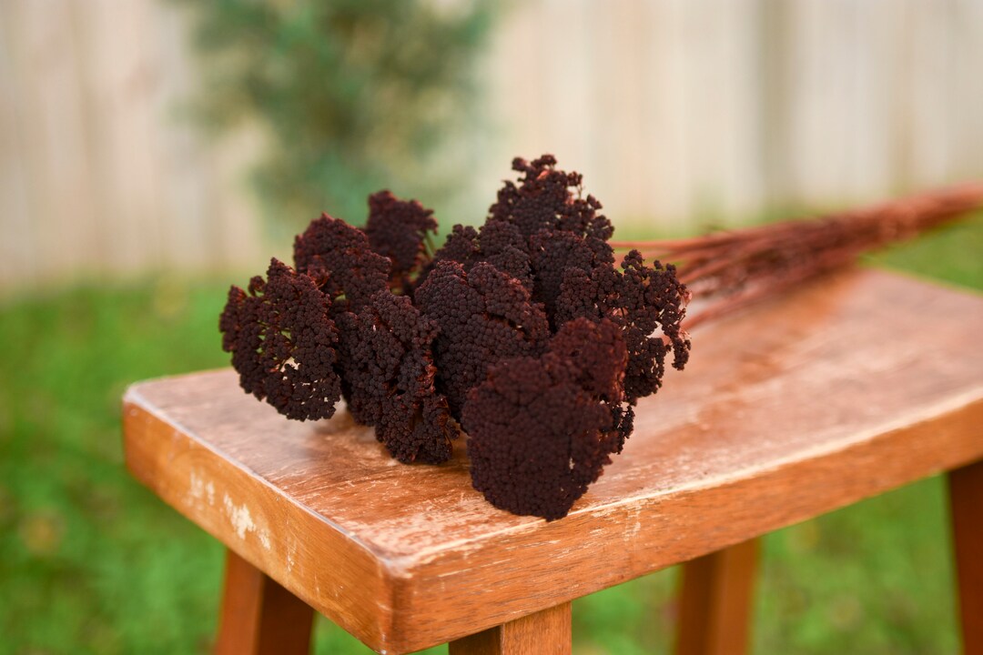 Chocolate Brown Dried Yarrow: Fall Wedding Flowers - Etsy