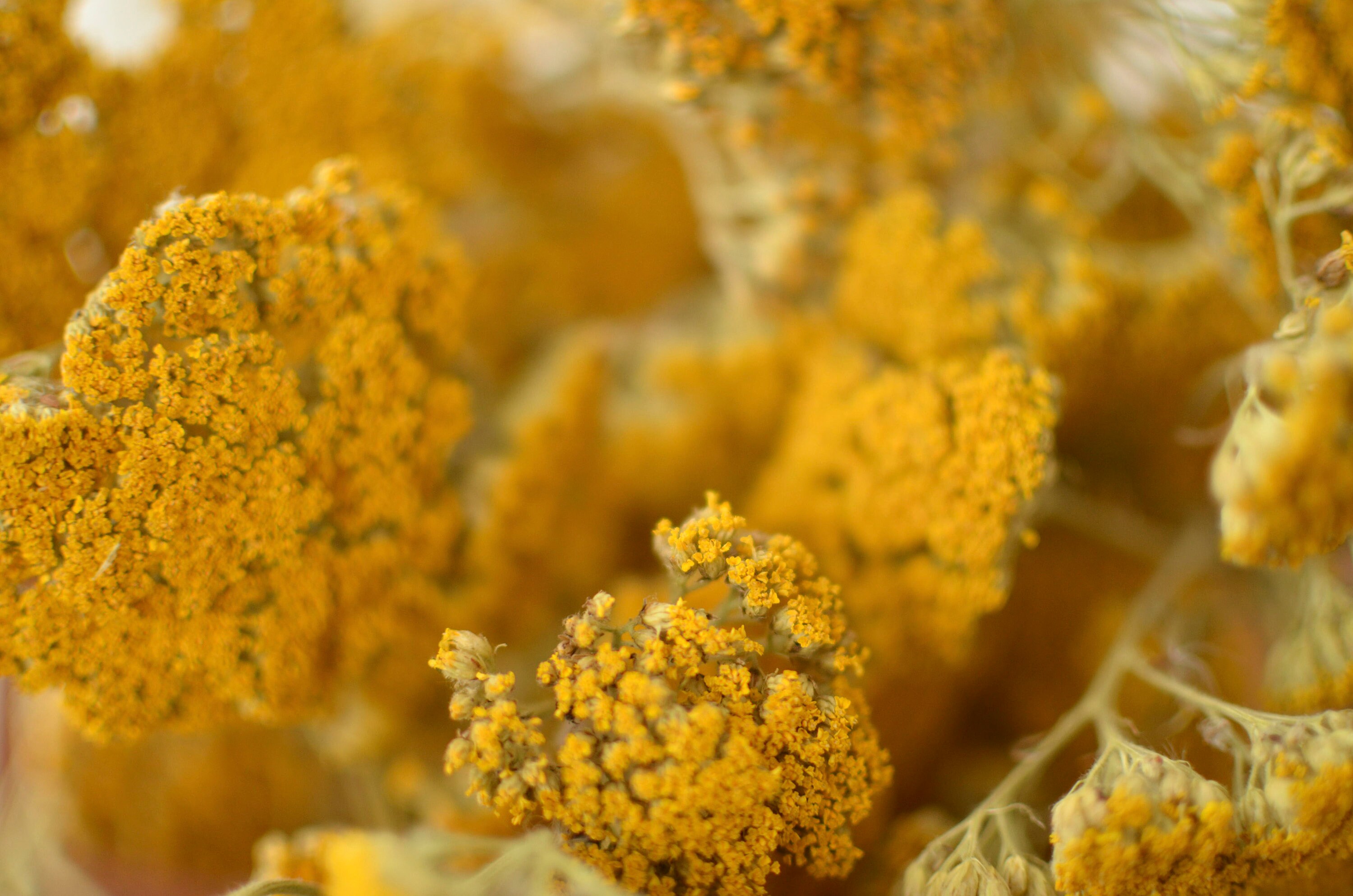 Dried Yarrow Bunch Dried Yarrow Golden Flowers Gold - Etsy