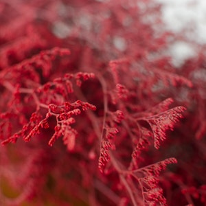 Bunch of Preserved Red Misty, Red Caspia, Red Wedding, Fall Wedding ...