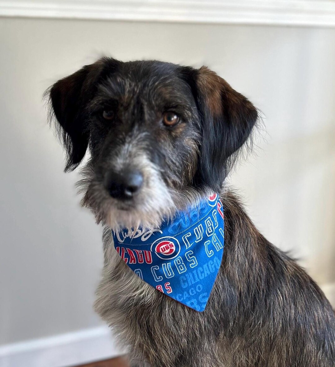 Chicago Cubs Pet Bandana - Etsy