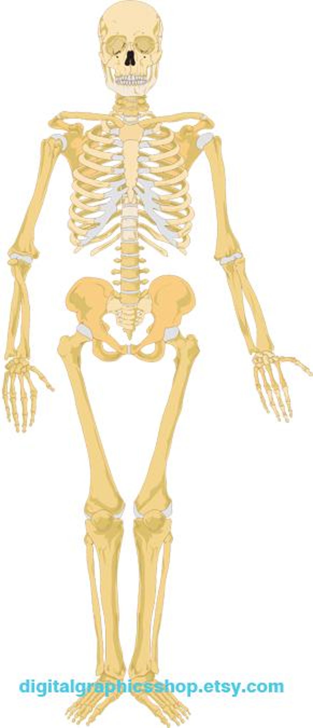 Human Anatomy Skeleton Png Clipart Jpg Digital Instant Download Art ...