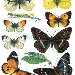 Butterfly, Insect Bugs, Entomology, Collage Sheet, Printable Wall Art ...
