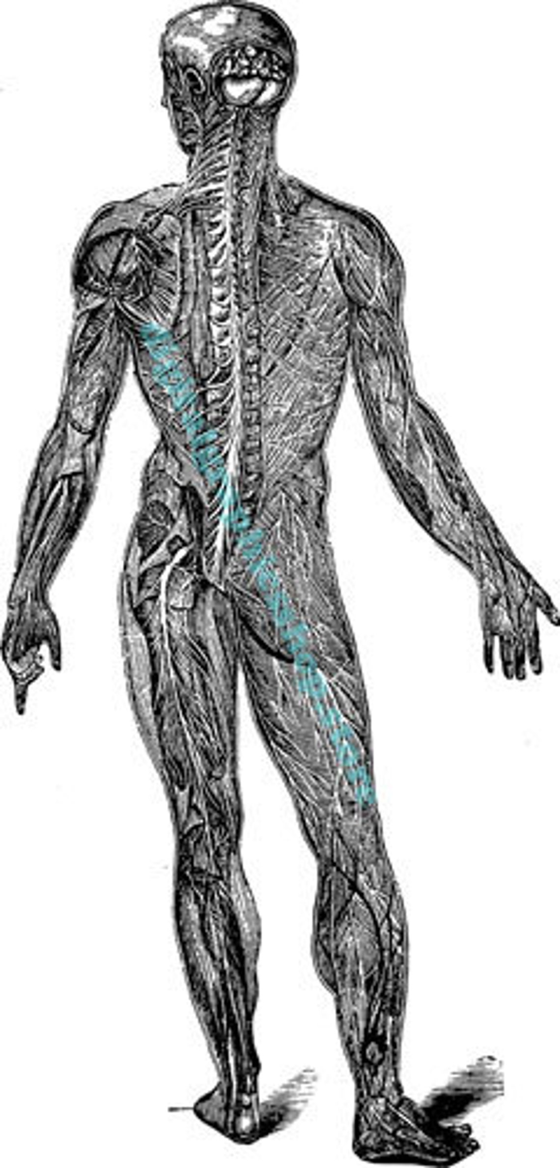Human Anatomy Veins Arteries Body Parts Clipart Png Printable Wall Art ...