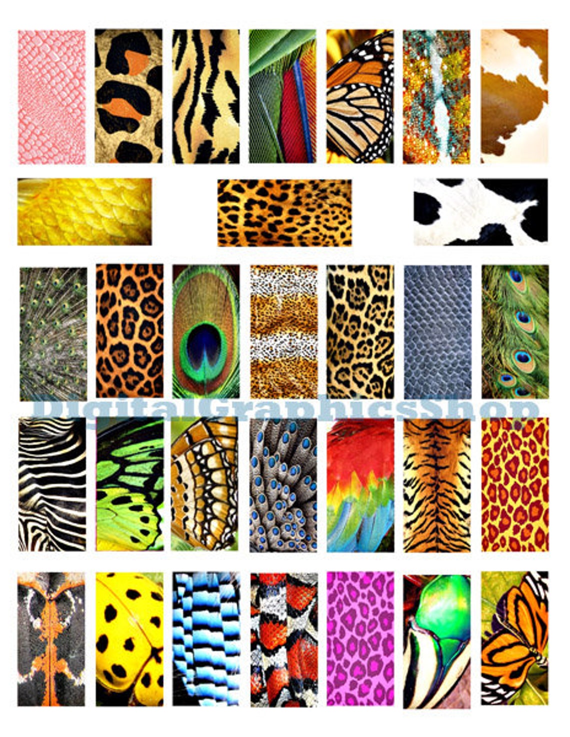 Animals Skin Patterns Insects Textures Clipart Digital - Etsy