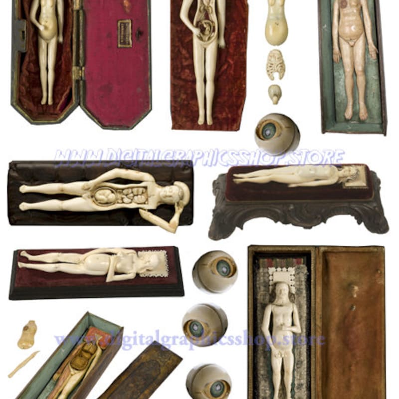Miniature Human Anatomy - Etsy