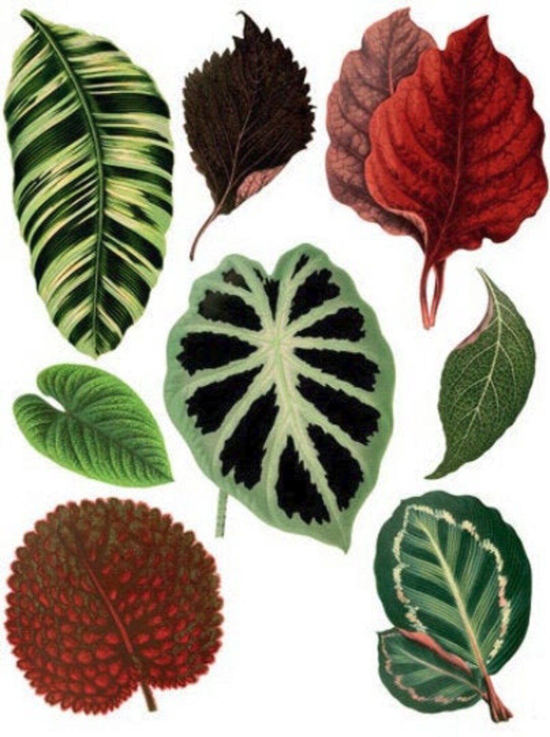 Plant Leaves Collage Sheet Printable Die Cuts Clipart Digital - Etsy