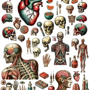 Human Anatomy Body Parts Clipart Printable Wall Art Ink Drawings ...