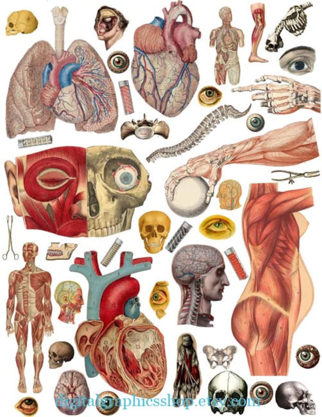 Vintage Human Anatomy Body Parts Clipart Printable Wall Art Collage ...