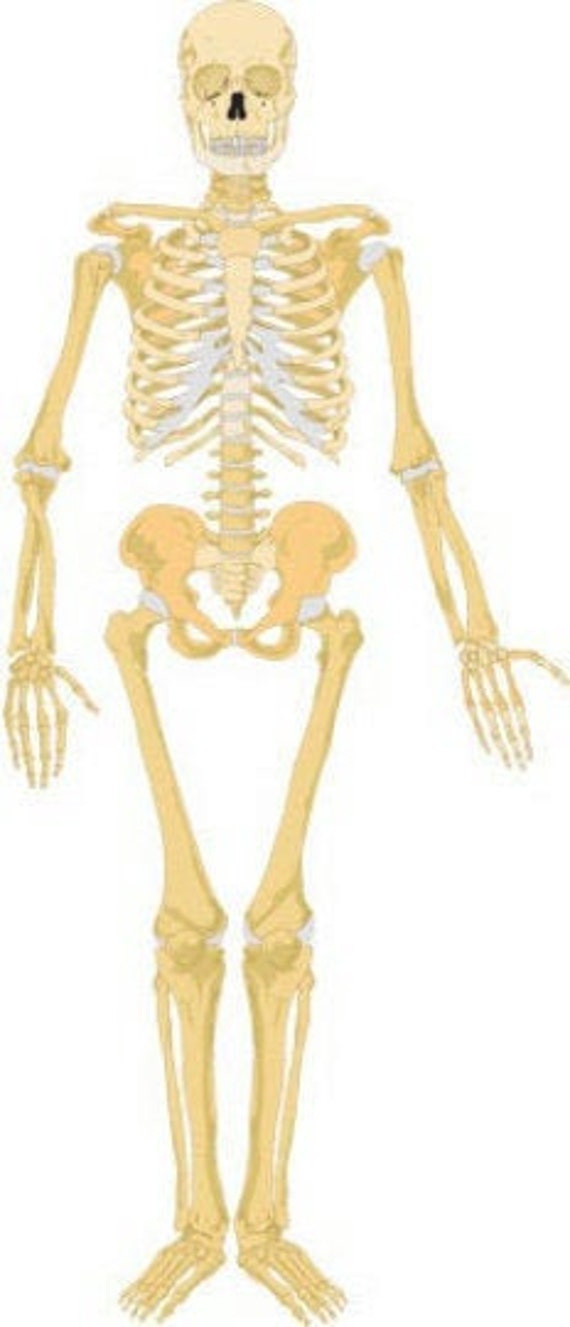 Human Anatomy Skeleton Png Clipart Photo Clip Art Jpg Digital | Etsy