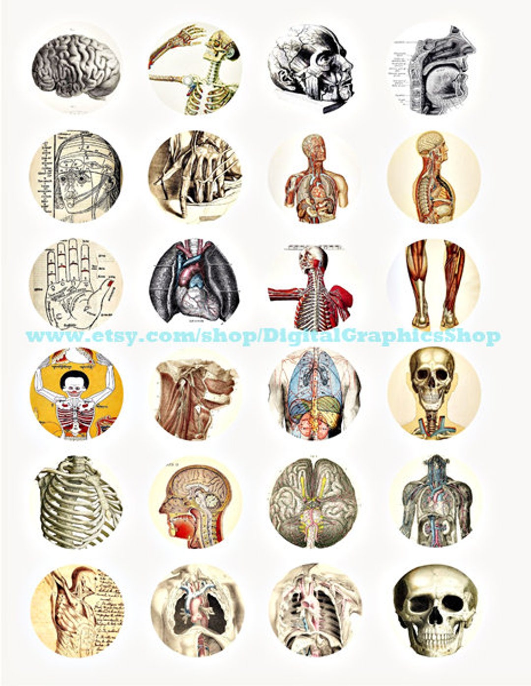 Human Anatomy Collage Sheet 1.5" Circles, Biology, Skulls, Skeletons ...
