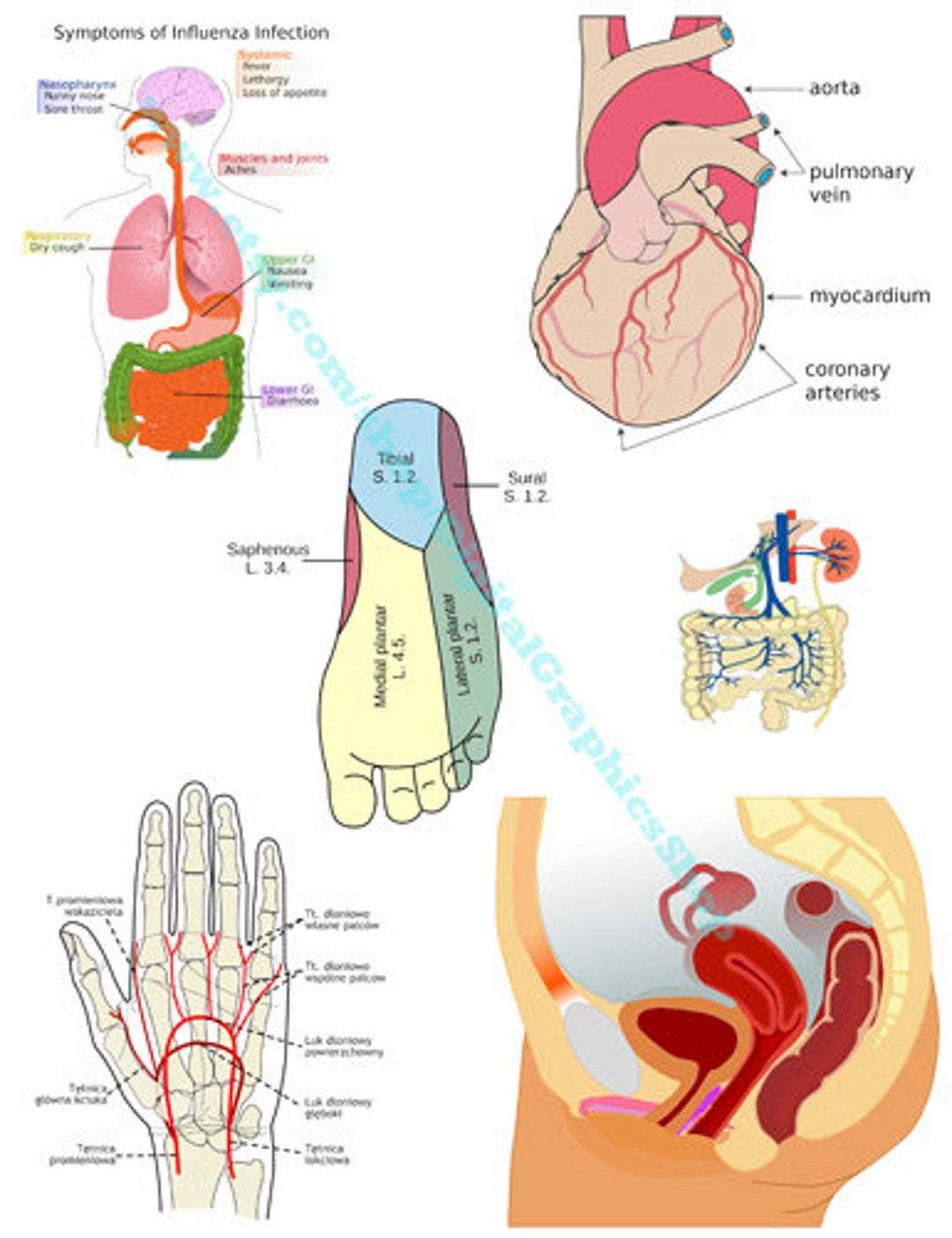 Human Anatomy Diagrams Printable Wall Art Human Body Parts, Collage ...