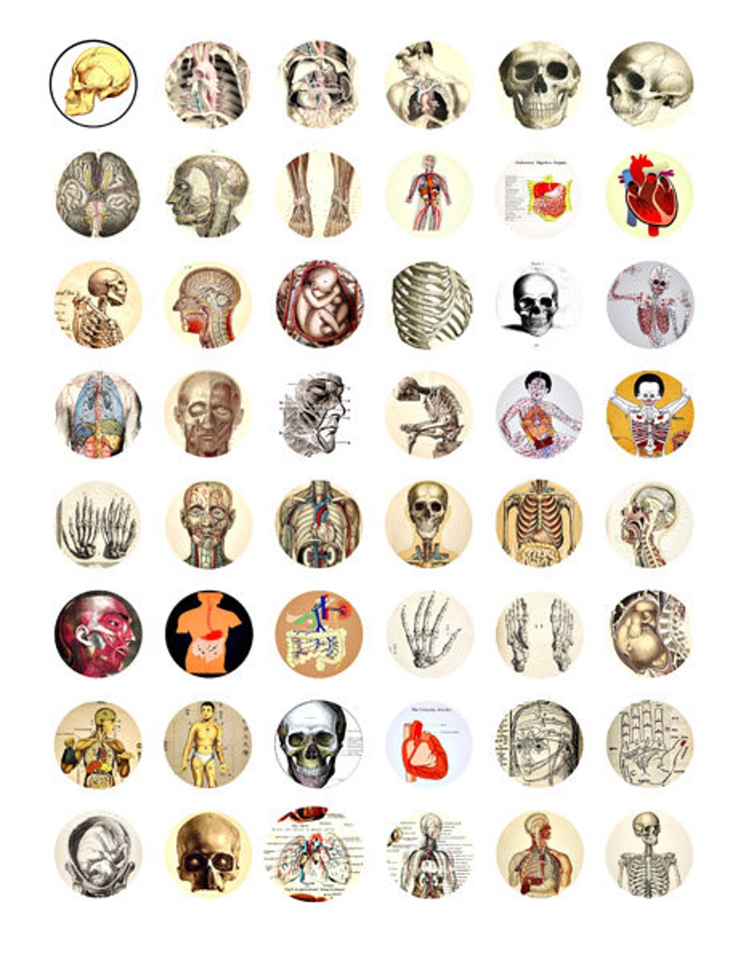 Vintage Human Anatomy Collage Sheet 1" Inch Circles Skulls Skeletons ...