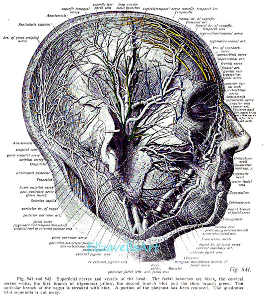 Vessels and Nerves of the Head Human Anatomy Art Diagram Chart Png Jpg ...