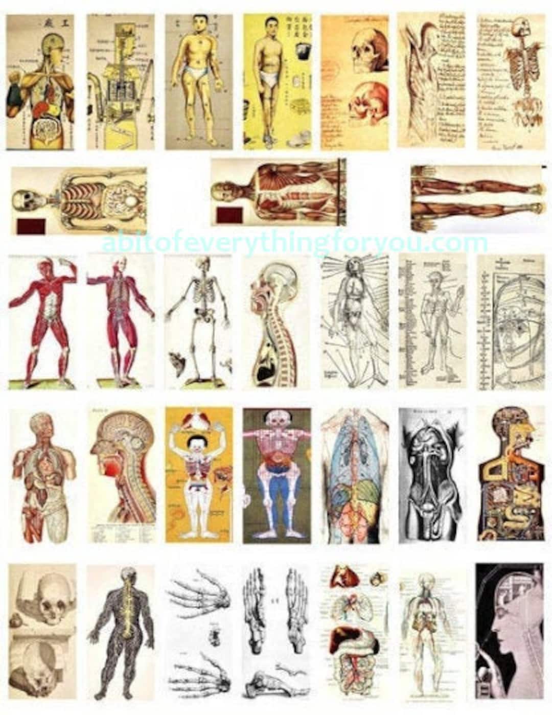 Human Anatomy Digital Dominos Collage Sheet, 1" X 2" Inch Skulls ...