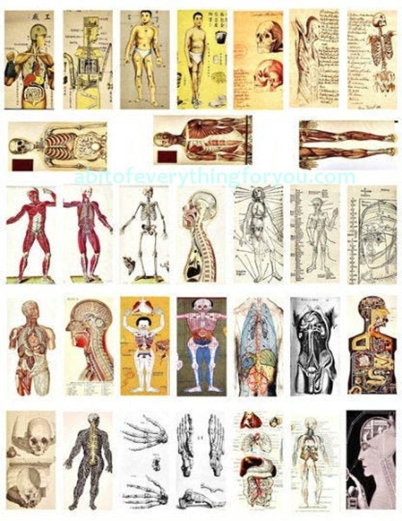 skeletons skulls digital print instant download vintage printables ...